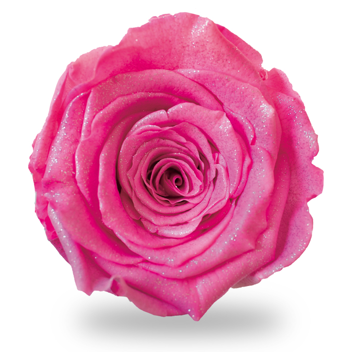 AMOROSA【アモローサ】