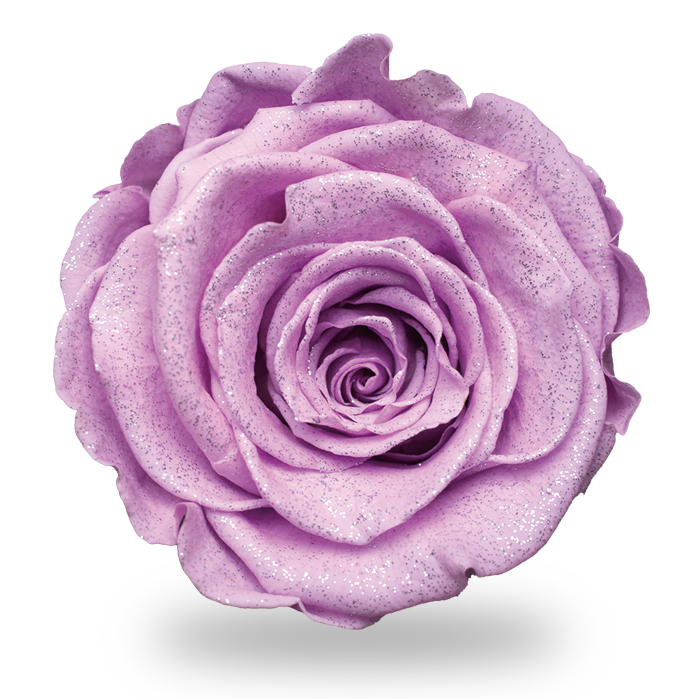 AMOROSA【アモローサ】